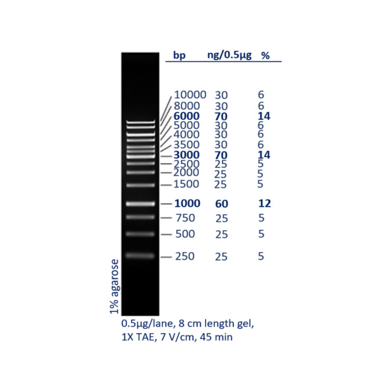 SciPhi™ 1 kb DNA Ladder – Ready to use – NextGen Life Sciences
